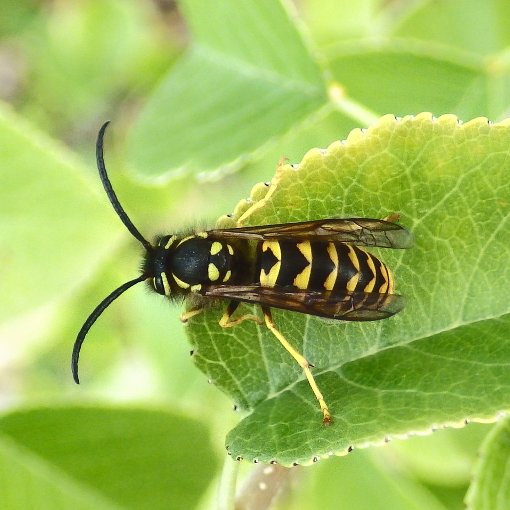 Western Yellowjacket from Spokane Valley, WA, USA on October 23, 2022 ...