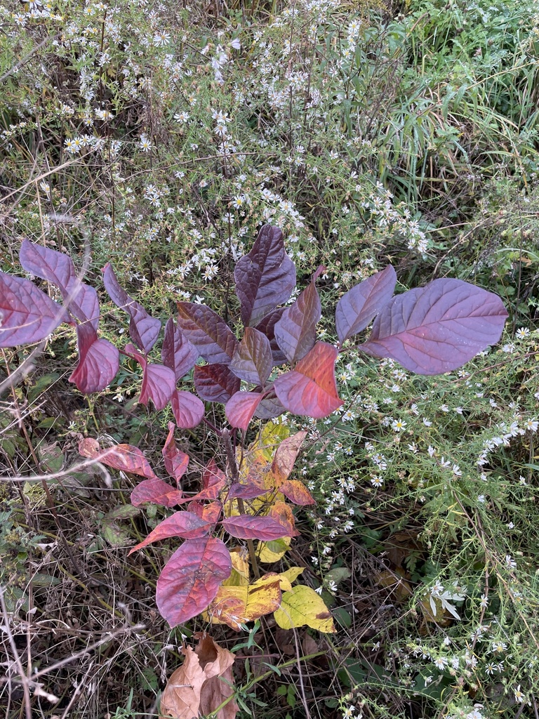 white ash from Riverside Park, Providence, RI, US on October 25, 2022 ...