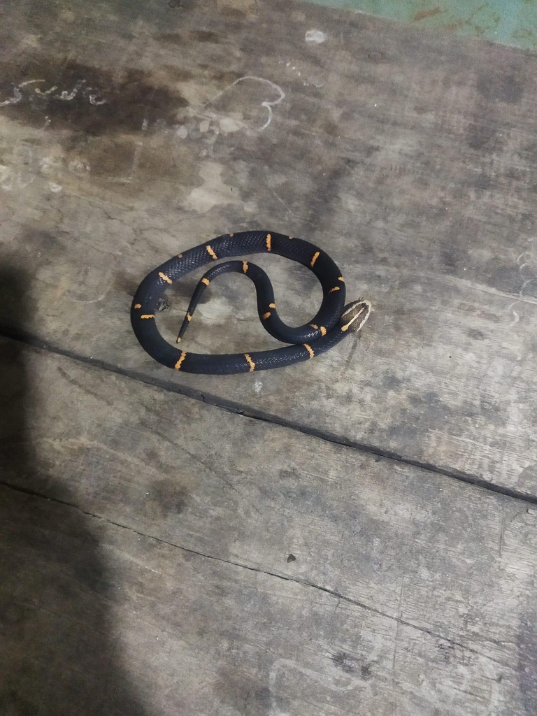 Fea's Viper from Shan, MM on October 26, 2022 at 01:16 AM by junehmone ...