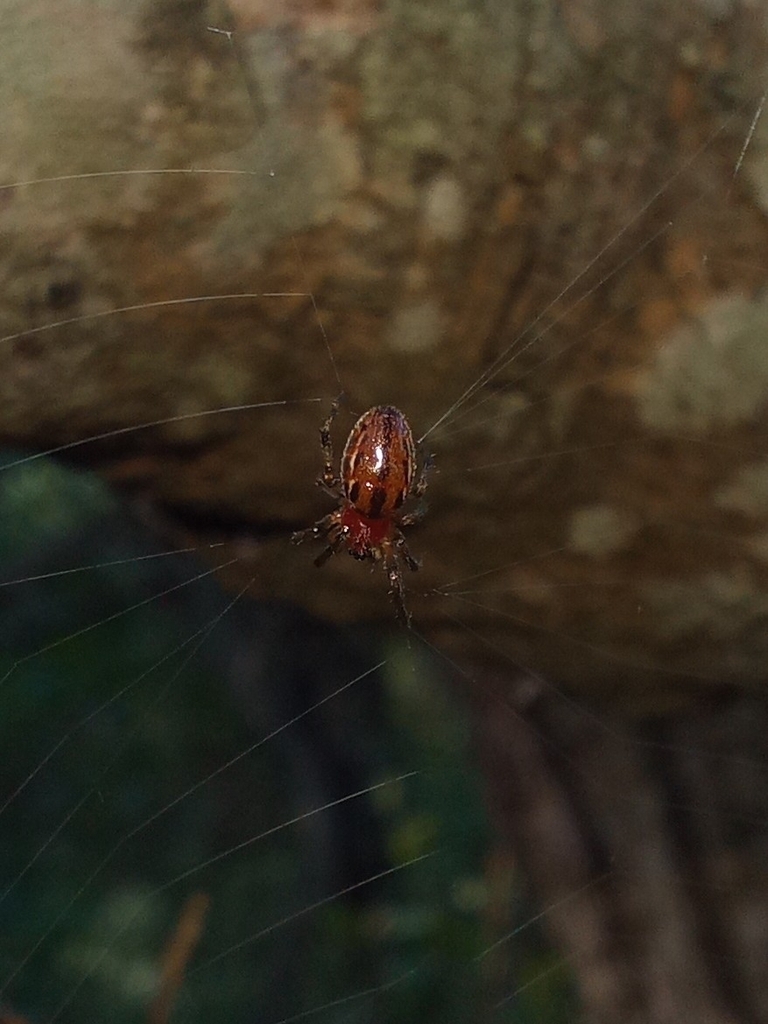 Alpaida from Belgrano, CABA, Argentina on October 24, 2022 at 09:39 AM ...