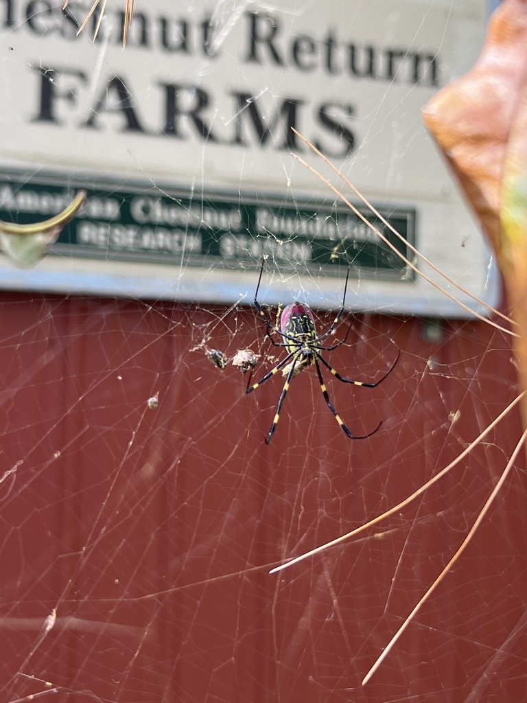 Joro Spider from Armstrong Rd, Seneca, SC, US on October 25, 2022 at 03 ...