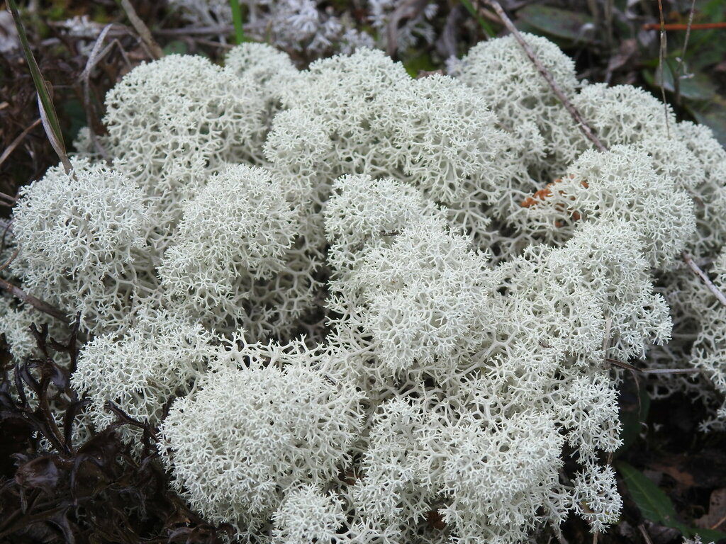 Star-tipped Reindeer Lichen from Kawartha Lakes, Ontario, Canada on ...