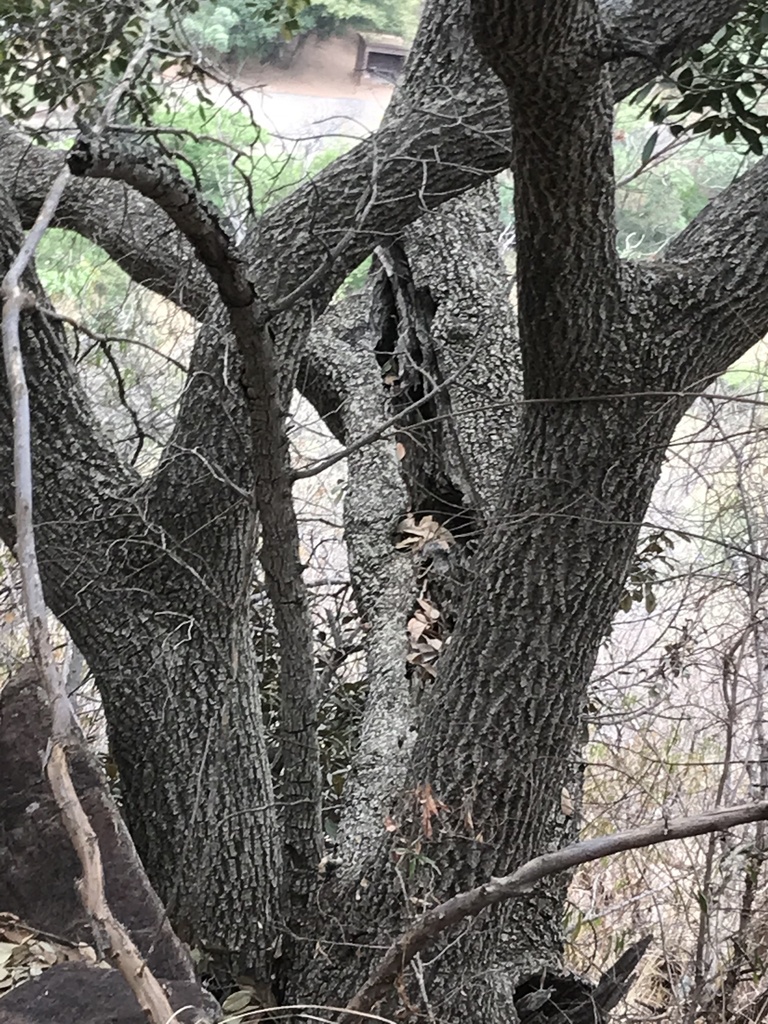 Transvaal Red Milkwood from Bela-Bela, Bela-Bela, LP, ZA on October 22 ...