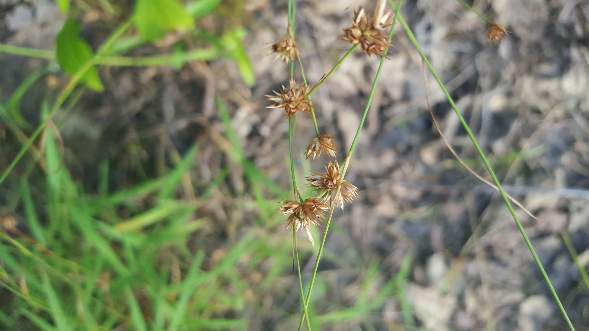 Juncus filipendulus Buckley