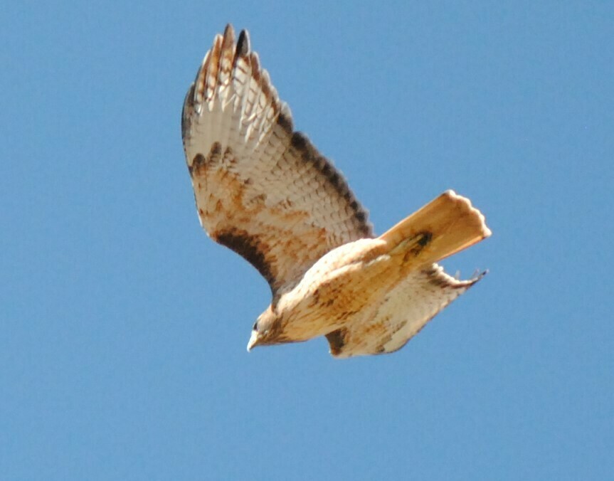Western Red-tailed Hawk from Big Bear Lake, CA, USA on October 25, 2022 ...