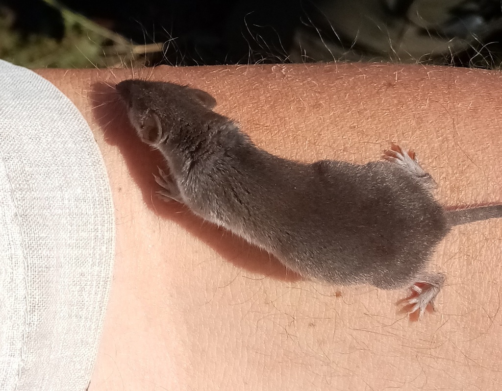 Eastern Lesser White-toothed Shrew (Crocidura suaveolens) - Know Your ...