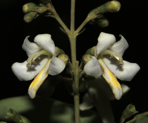 Gmelina evoluta · iNaturalist