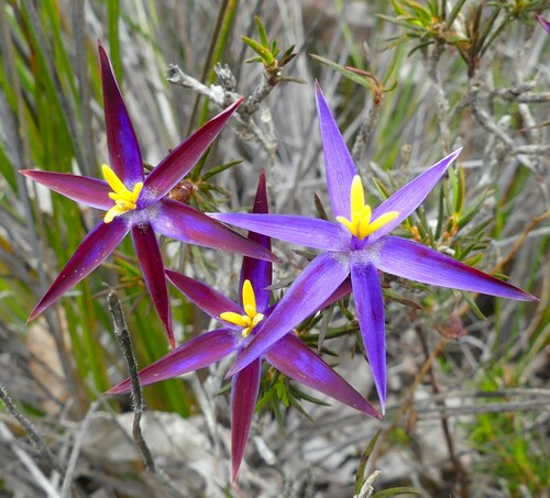 Demarz's Tinsel Lily (Calectasia demarzii) · iNaturalist