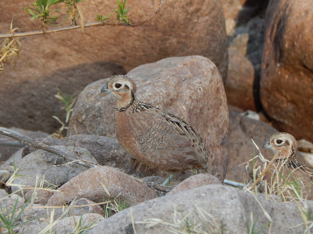 Montezuma Quail from Tepehuanes, Durango, Mexico on March 24, 2018 at ...