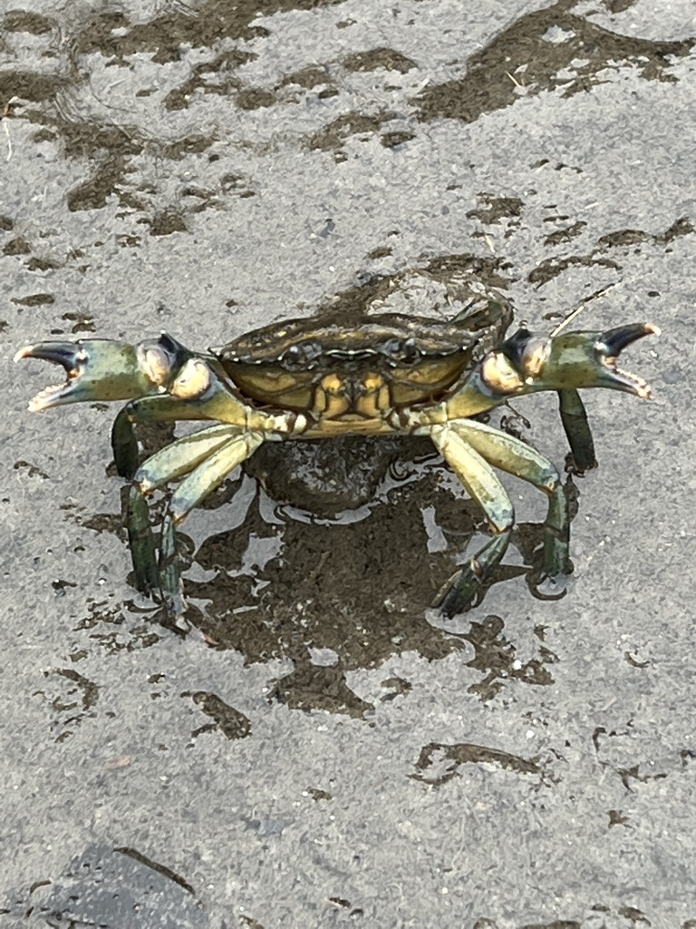 European Green Crab from Depot Rd, Hampton Falls, NH, US on October 25 ...