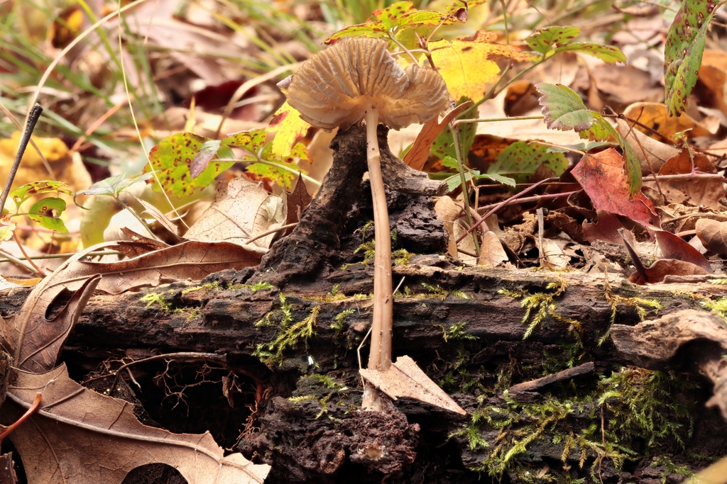 common bonnet from N 25 E, Chesterton, IN, US on October 20, 2022 at 01 ...