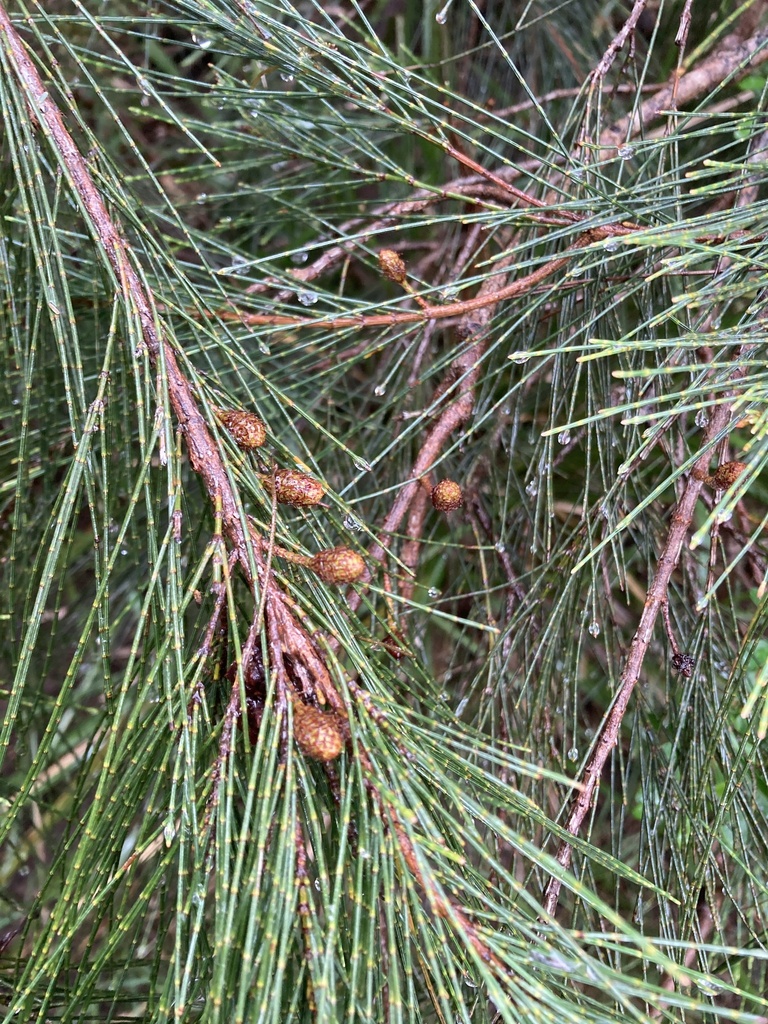 River sheoak from Earimil Creek Bushland Reserve, Mount Eliza, VIC, AU ...