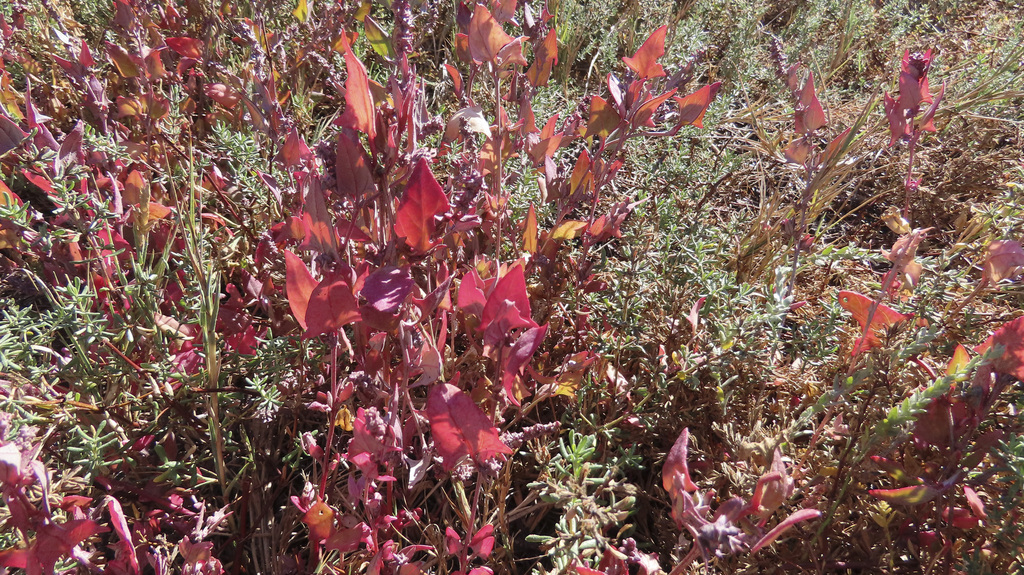 Creeping Saltbush from La Jolla, San Diego, CA, USA on October 25, 2022 ...