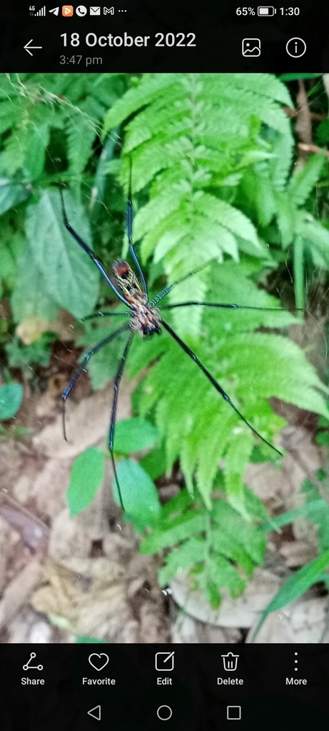 Hairy Golden Orb-weaving Spider from Sofo Line on October 21, 2022 at ...