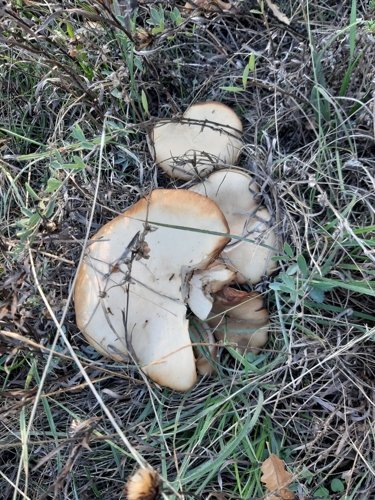 Field Blewit from Perchtoldsdorfer Heide on October 25, 2022 at 04:18 ...