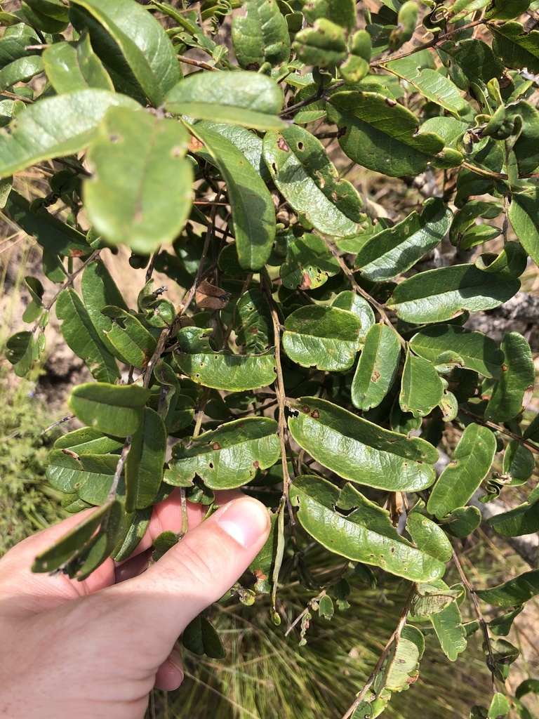 flowering plants from Upper Takutu-Upper Essequibo, GY on October 23 ...