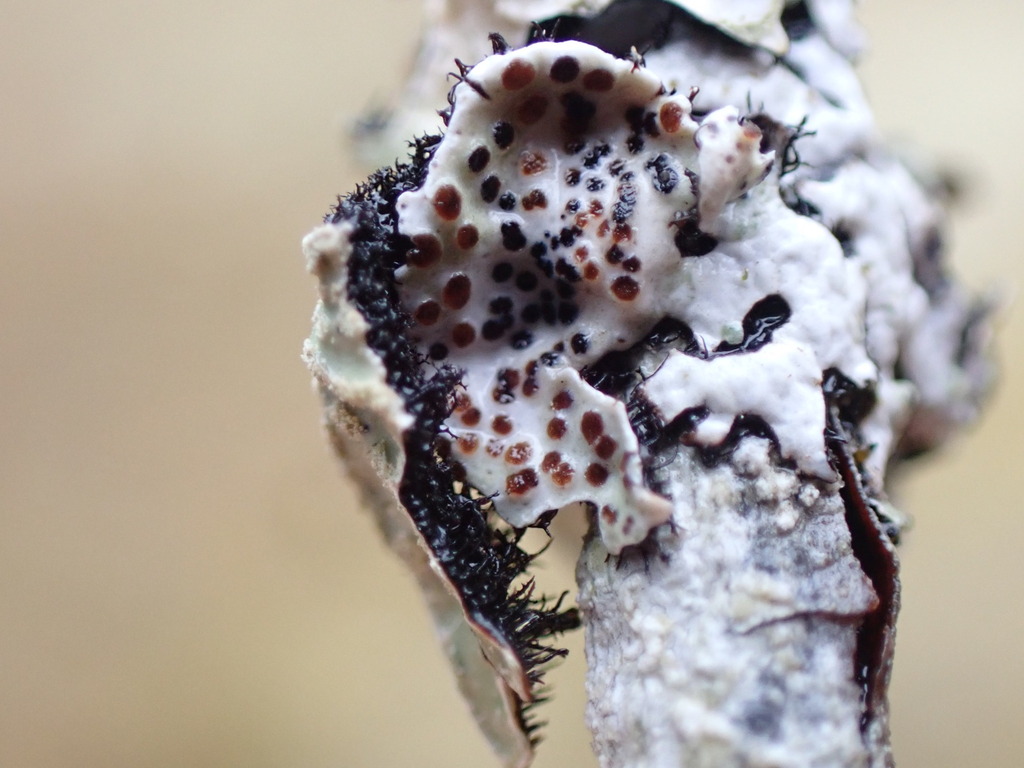 Nesolechia oxyspora from Comox-Strathcona, British Columbia, Canada on ...