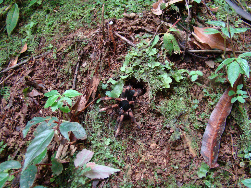 Costa Rican Redleg Tarantula in July 2010 by Joey Mugleston · iNaturalist