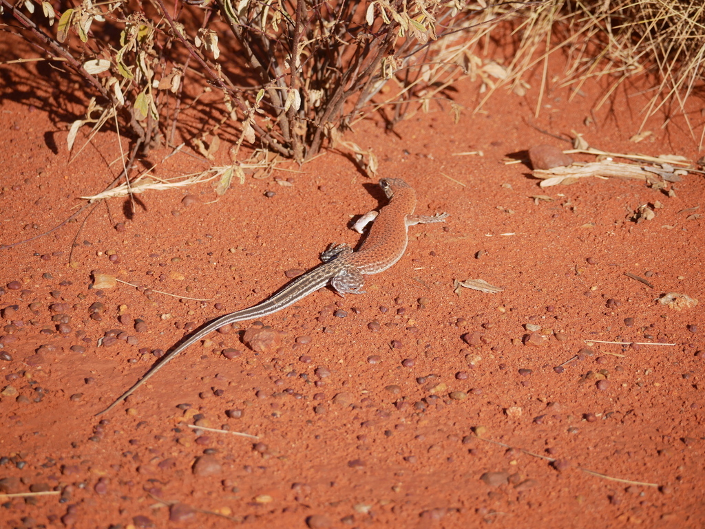 Rusty Desert Monitor from Yulara NT 0872, Australia on May 08, 2019 at ...