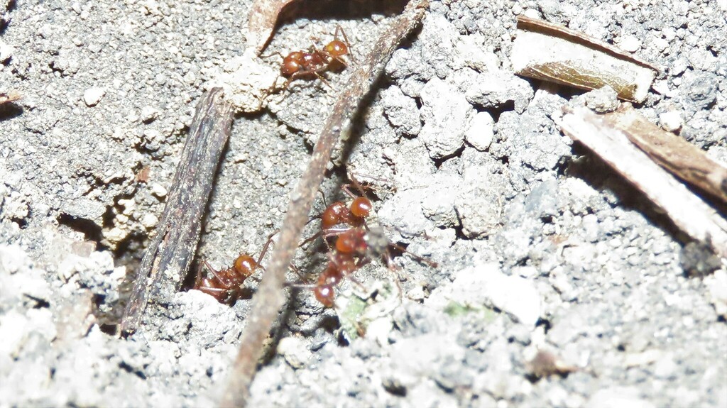 Myrmicine Ants from San Andrés Tuxtla, Ver., México on October 25, 2022 ...