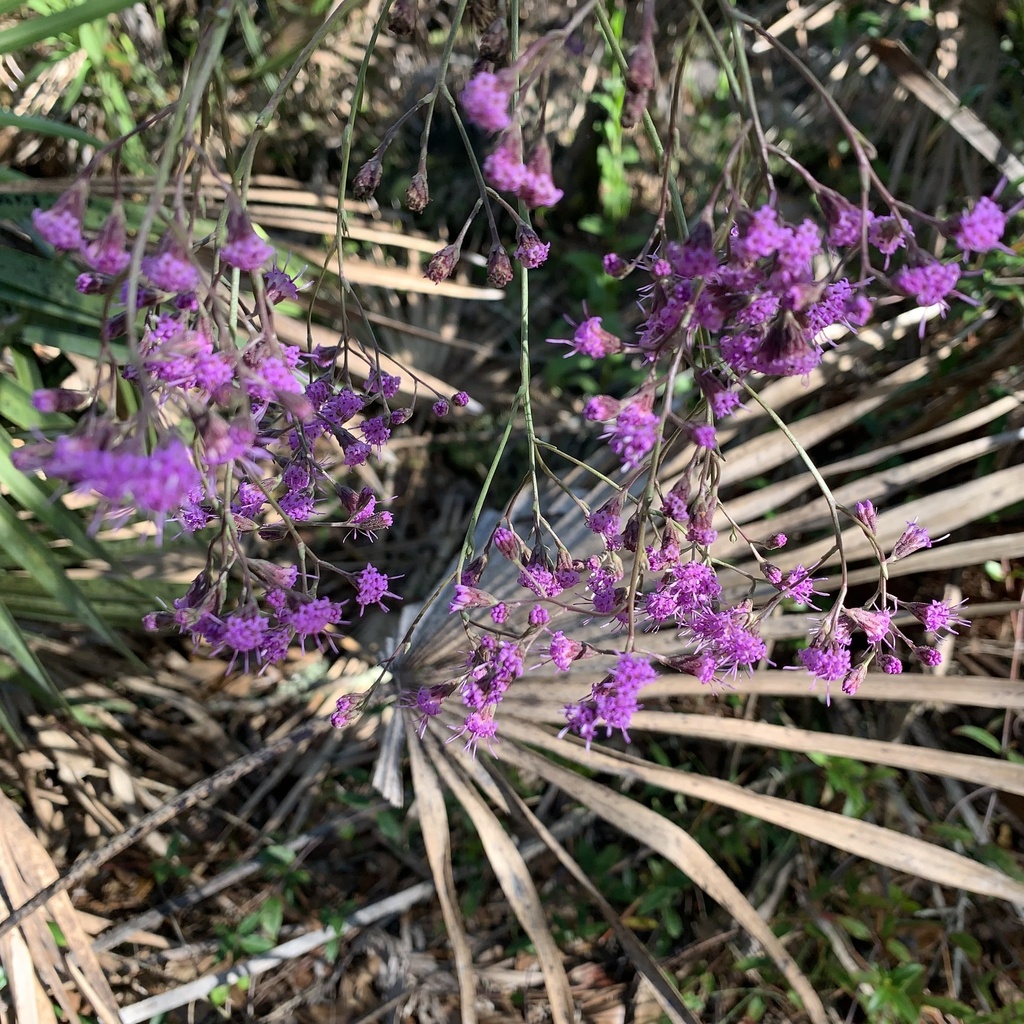 Pineland Purple from Green Swamp East Tract, Polk City, FL, US on ...
