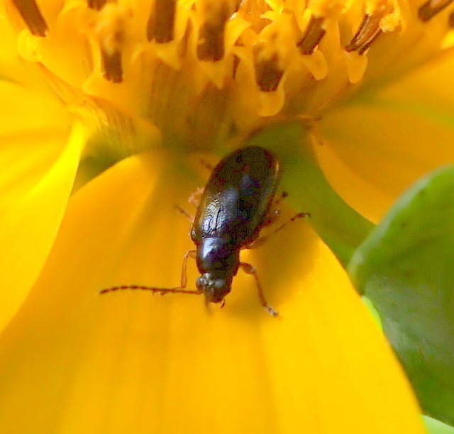 Pale-legged flea beetle from Jefferson County, FL, USA on October 25 ...