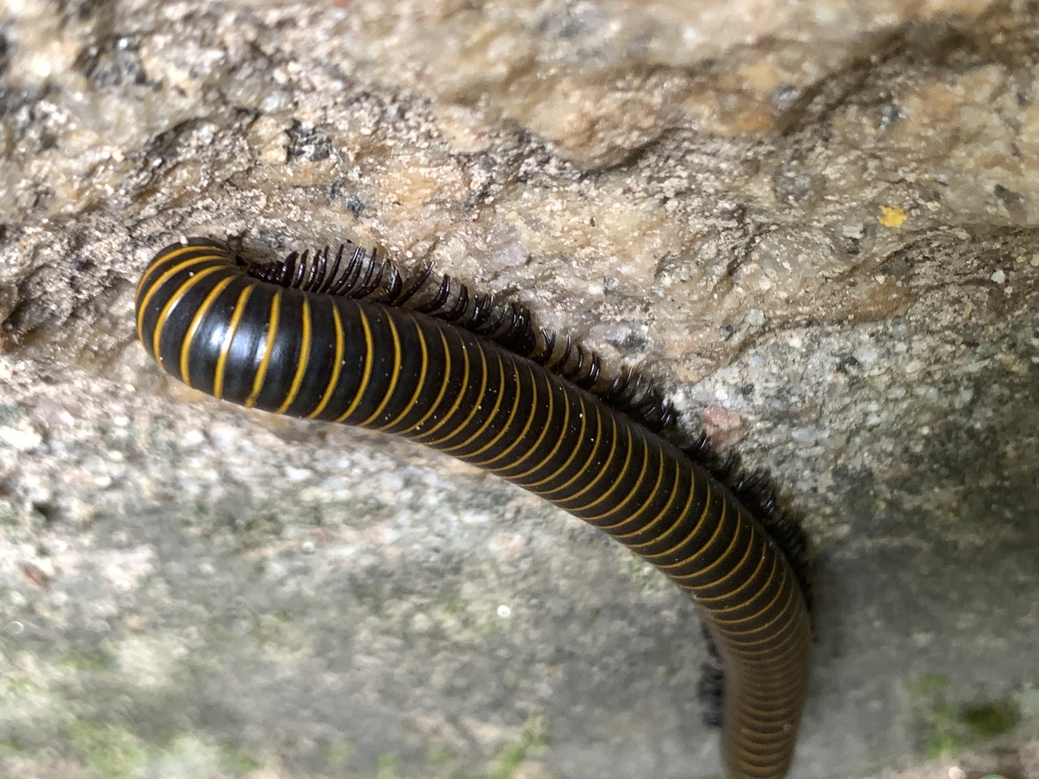 Spirobolus bungii Brandt, 1833