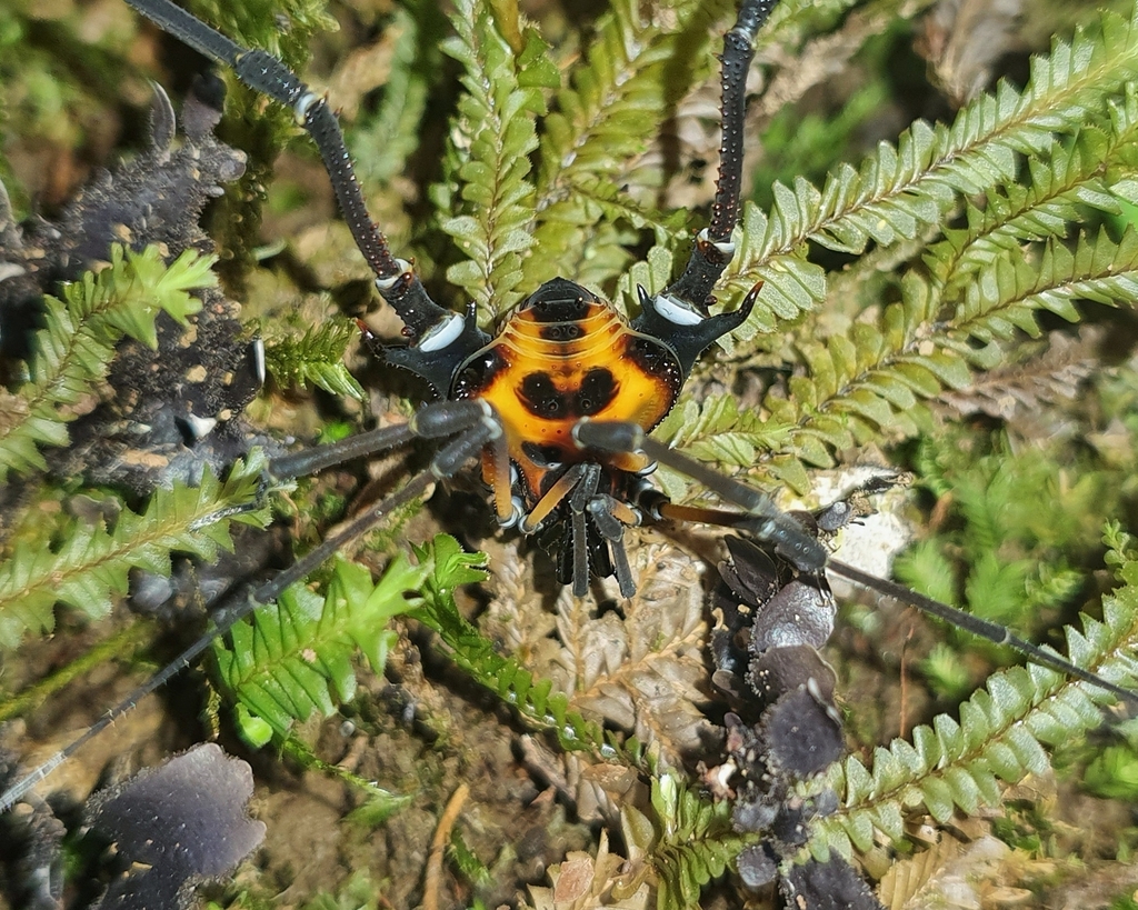 Sadocus polyacanthus from Monumento Contulmo on October 25, 2022 at 11: ...
