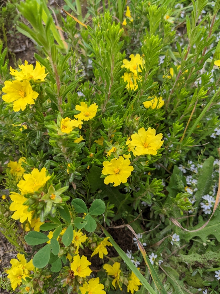 Silky Guinea-flower from Fingal VIC 3939, Australia on October 26, 2022 ...
