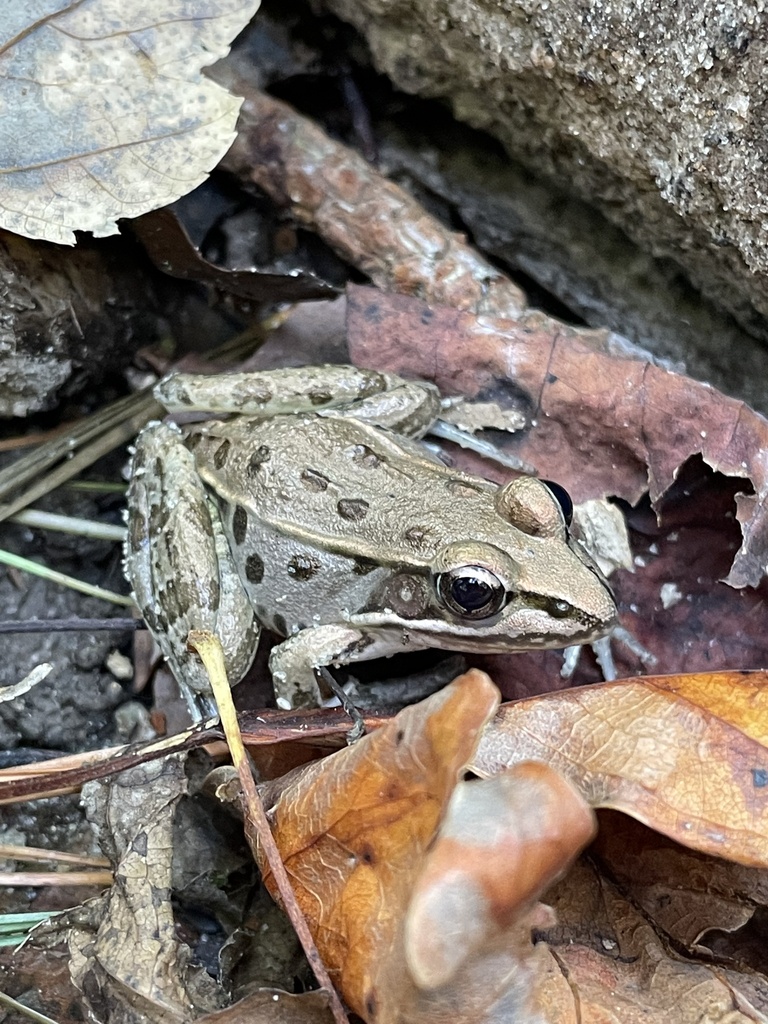 Southern Leopard Frog from Rockingham, NC, US on October 25, 2022 at 12 ...