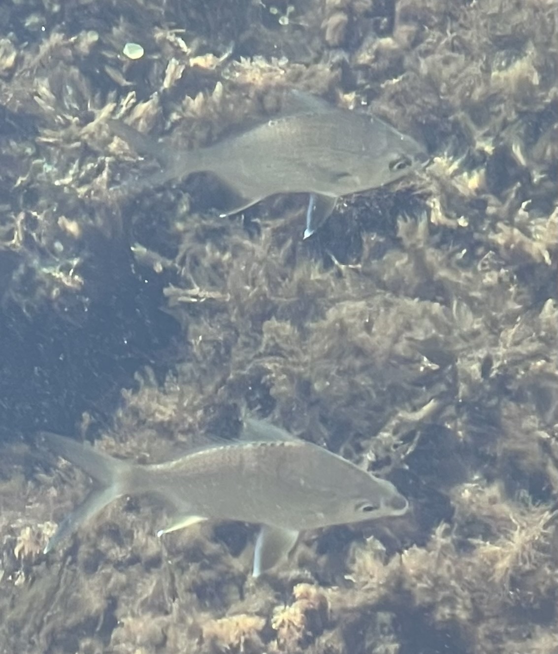 Diapterus auratus Ranzani, 1842