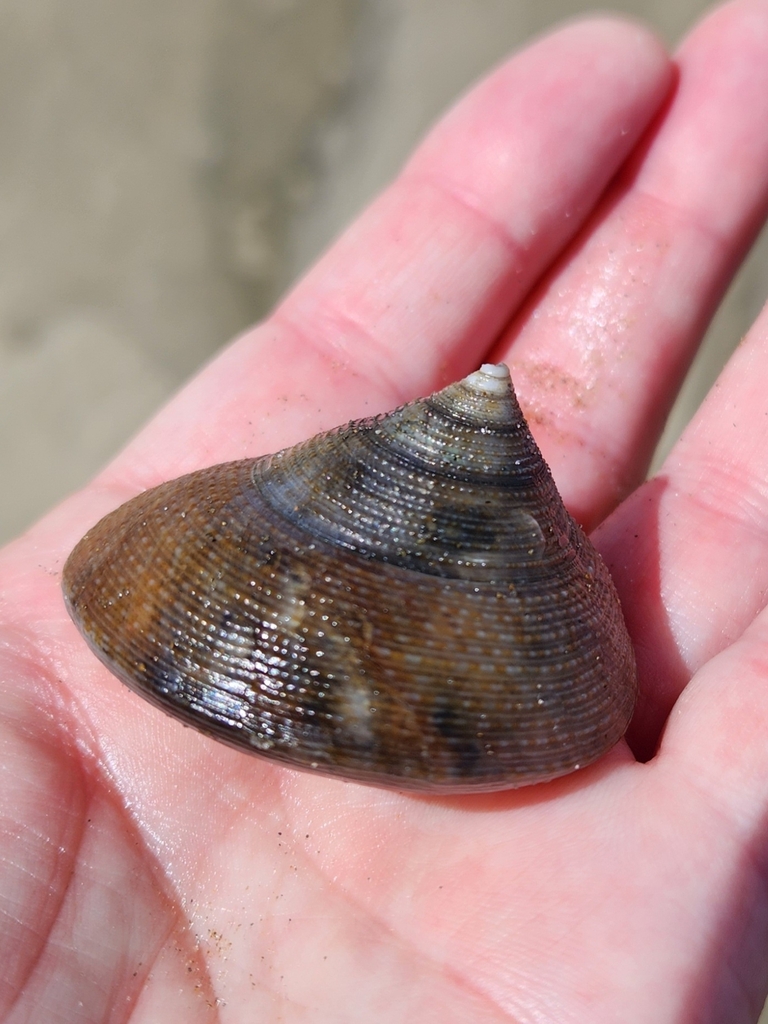 Maurea selecta from Northland, New Zealand on October 26, 2022 at 11:12 AM by glinks · iNaturalist