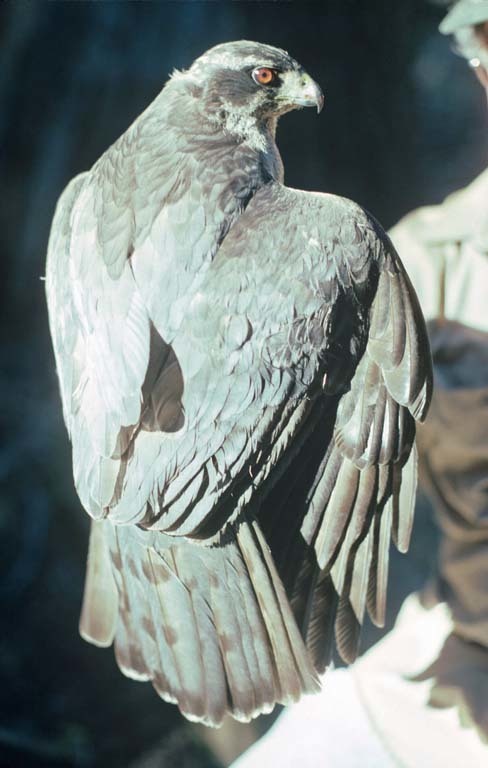 American Goshawk from North Fork American River, CA on July 21, 1994 by ...