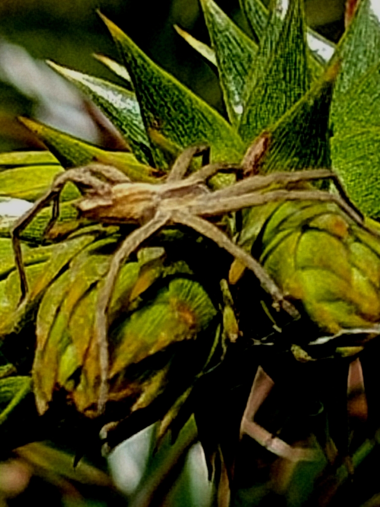Prowling Spiders from Elizabeth Island VIC 3921, Australia on October ...