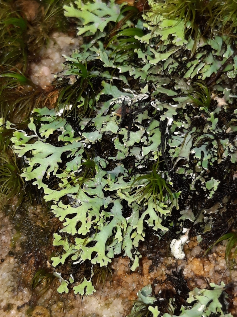 Lobariaceae from Elizabethton, TN 37643, USA on October 17, 2022 at 01: ...