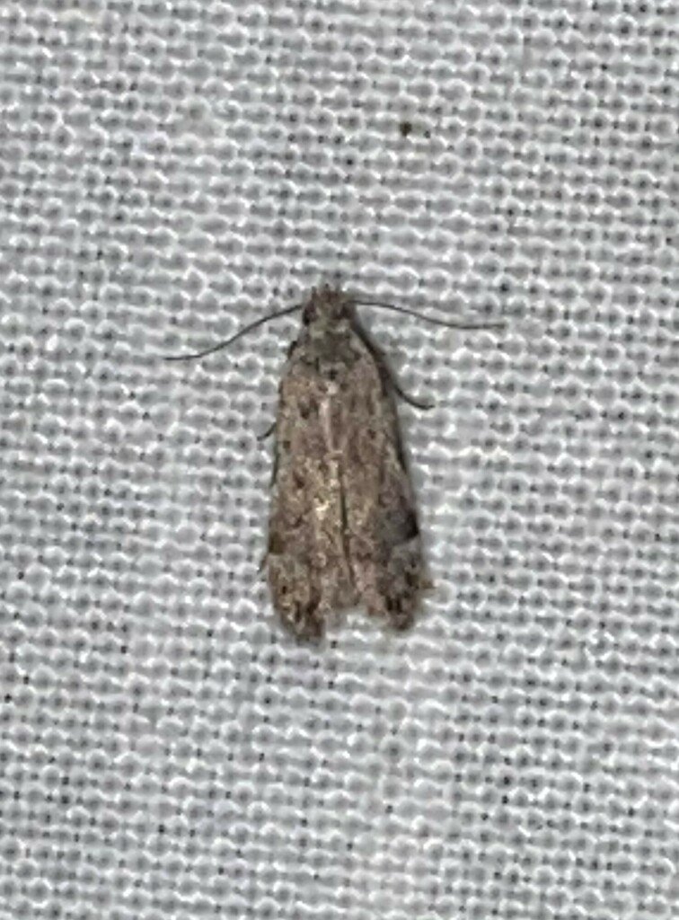 Triangle-marked Twirler Moth from Along Ijams Branch, off of Co. Rd ...