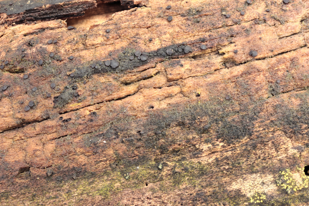 Sclerococcum stygium from US-20, South Bend, IN, US on October 19, 2022 ...