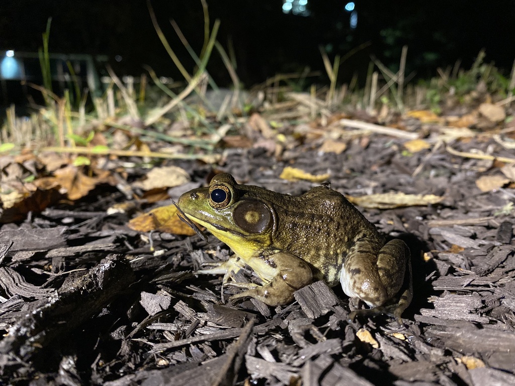 Green Frog from Braxton Way, Glen Mills, PA, US on October 25, 2022 at ...