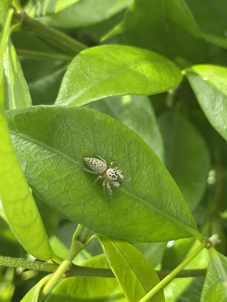 Cyclops Jumping Spider from Sydney NSW, Australia on October 26, 2022 ...