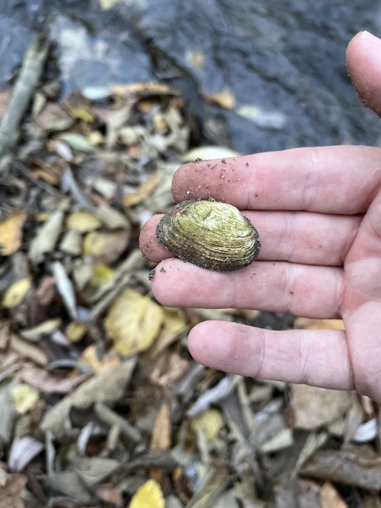 Slippershell Mussel from Washtenaw County, US-MI, US on October 25 ...