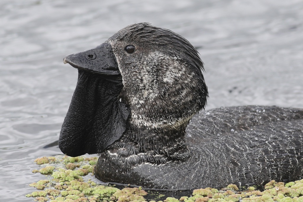 Musk Ducks (Biziura) - Avian Discovery