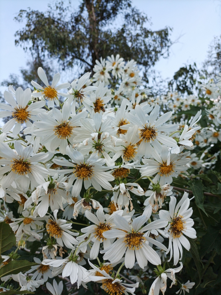 Tree Daisy from Bosque de Chapultepec III Secc, Ciudad de México, CDMX ...