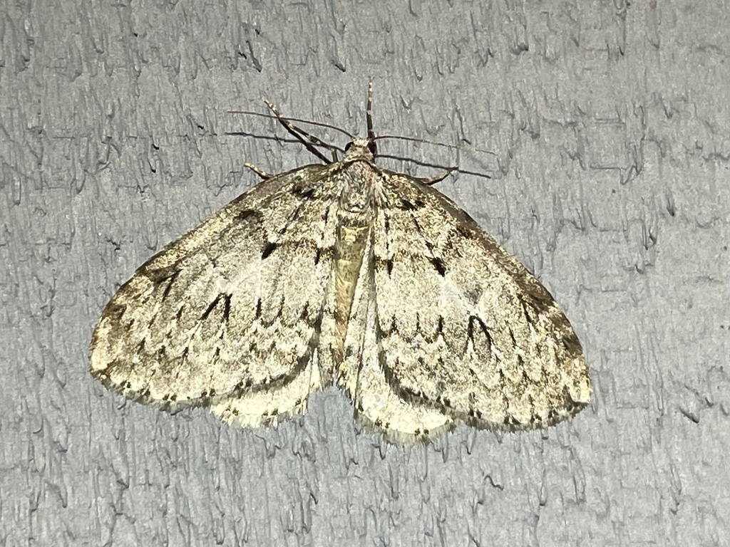 Autumnal Moth from Southshore Rd, Sudbury, ON, CA on October 25, 2022 ...