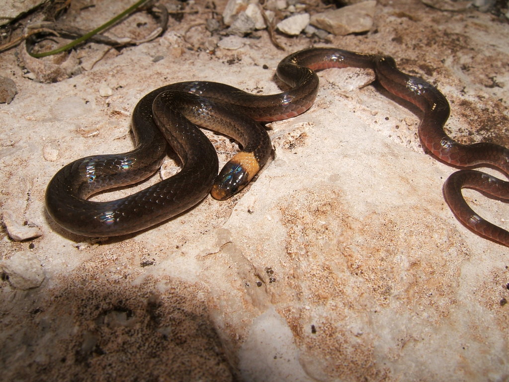 Peten Centipede Snake from Quintana Roo, MX on March 02, 2007 at 05:23 ...