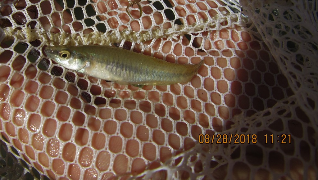 Blackstripe Topminnow from Hancock County, OH, USA on August 28, 2018 ...