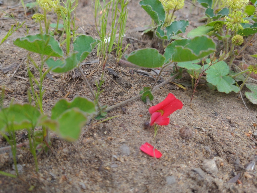 Running Postman from Fingal VIC 3939, Australia on October 26, 2022 at ...