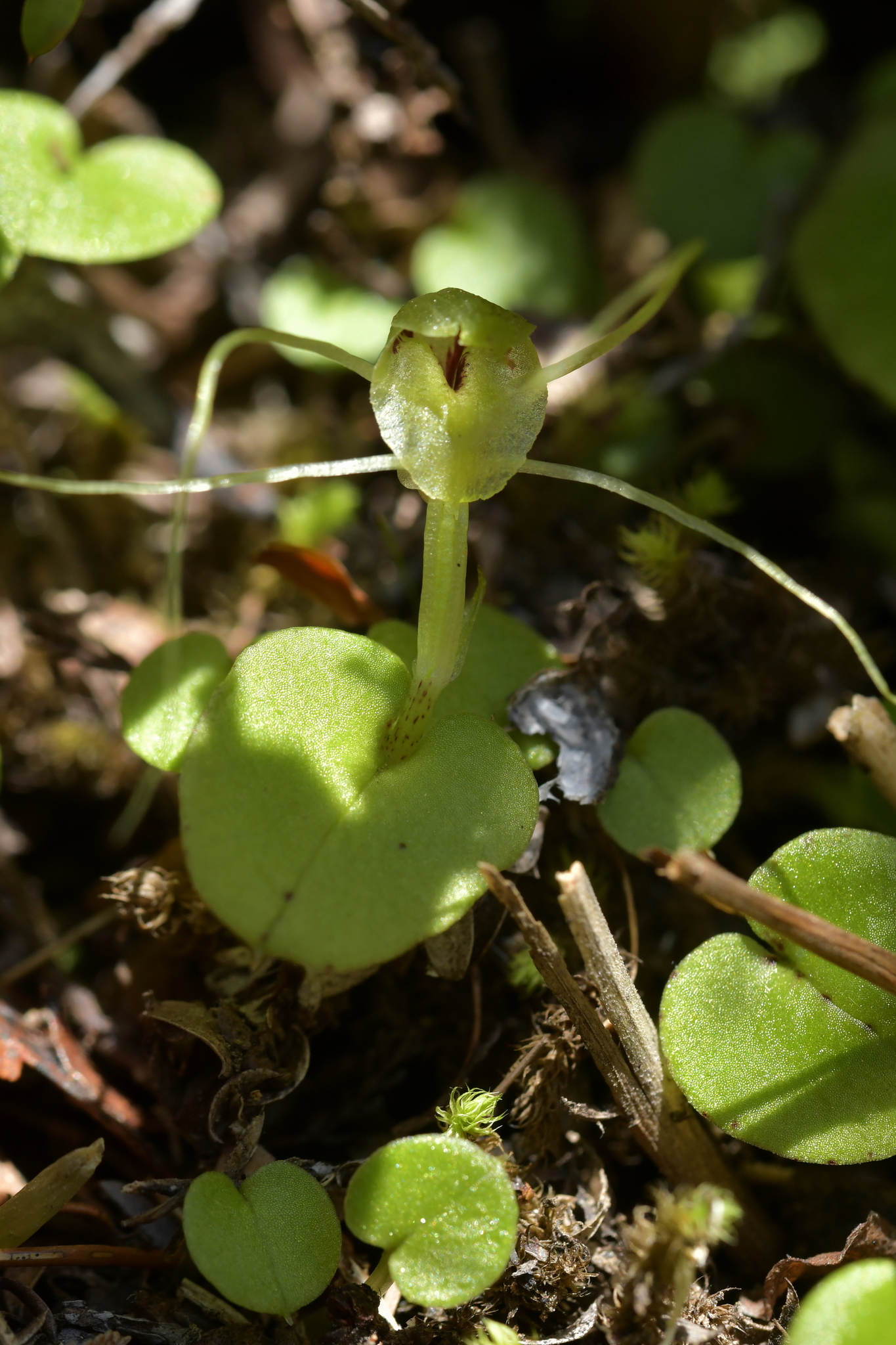 Corybas papa Molloy & Irwin