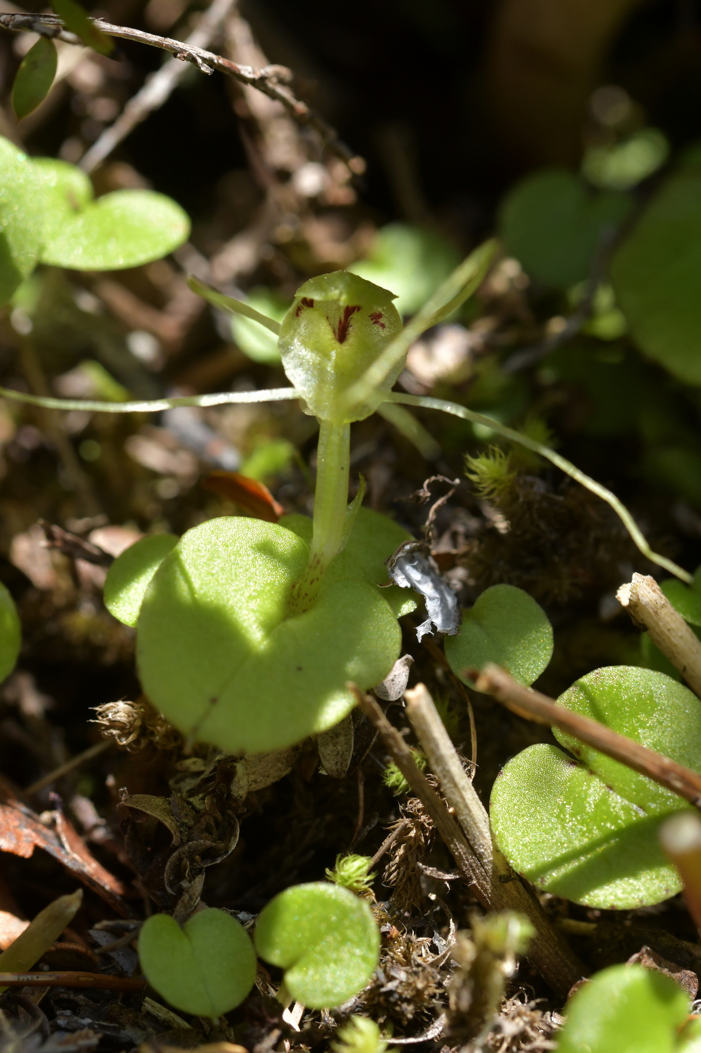 Corybas papa Molloy & Irwin