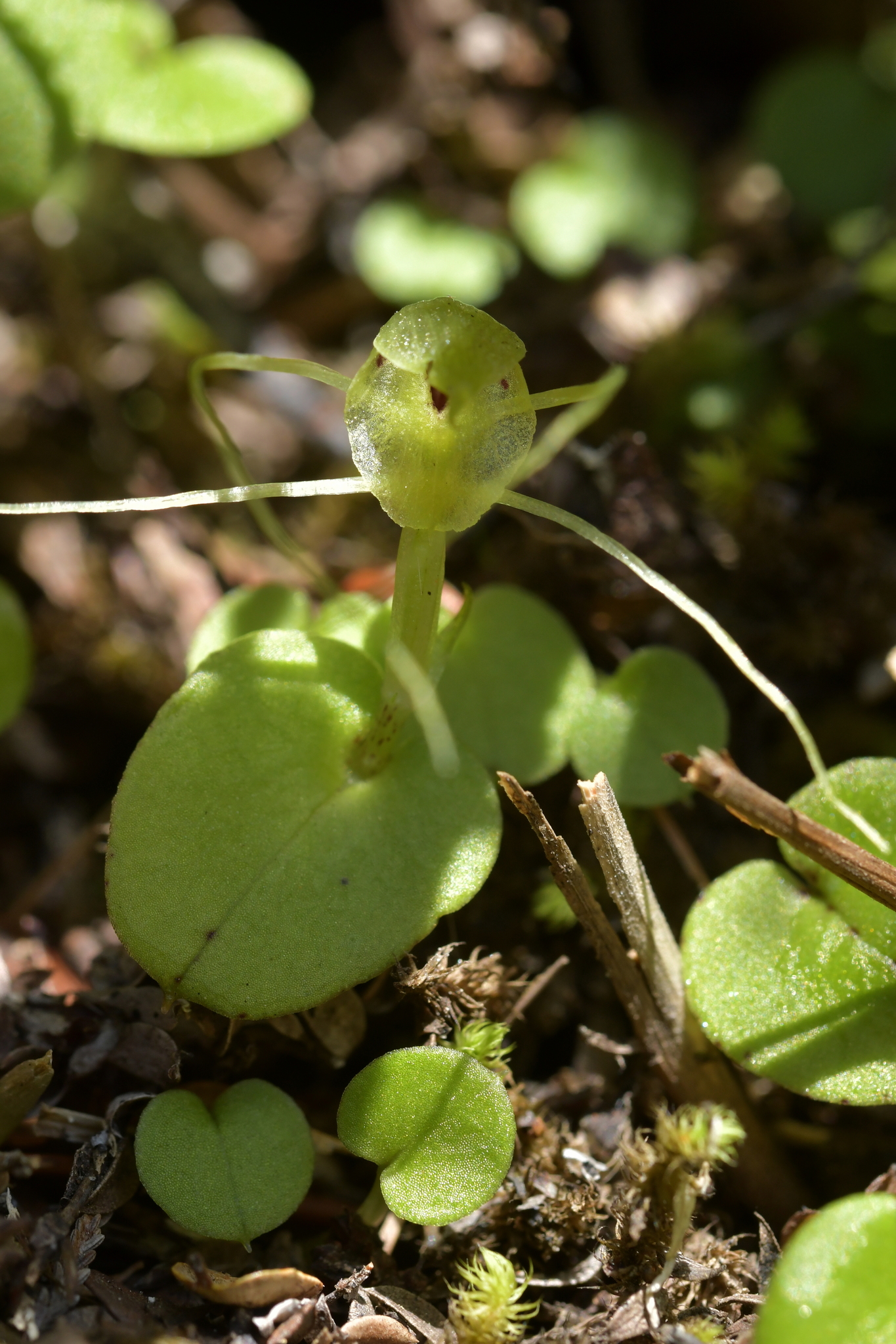 Corybas papa Molloy & Irwin