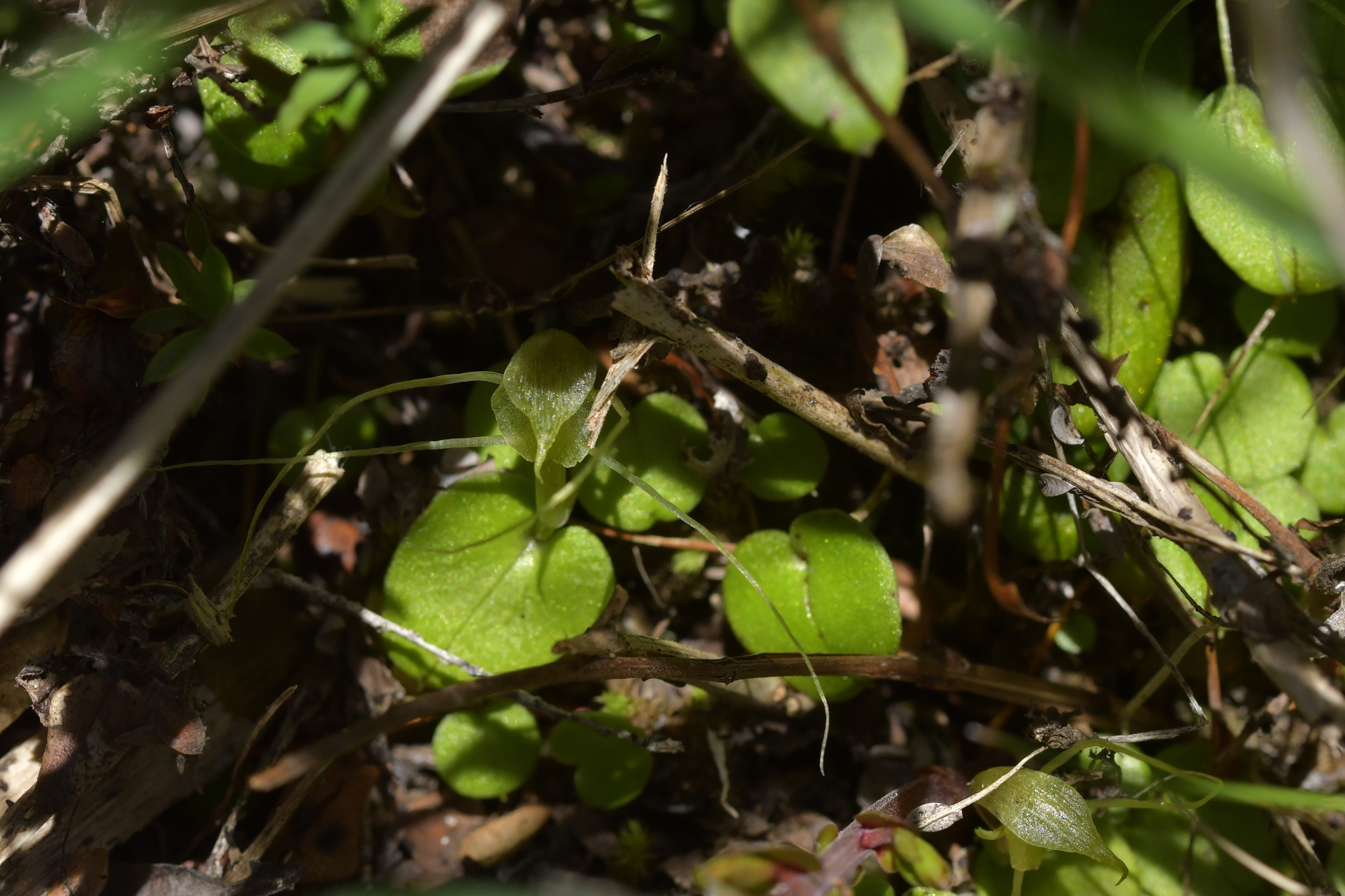 Corybas papa Molloy & Irwin